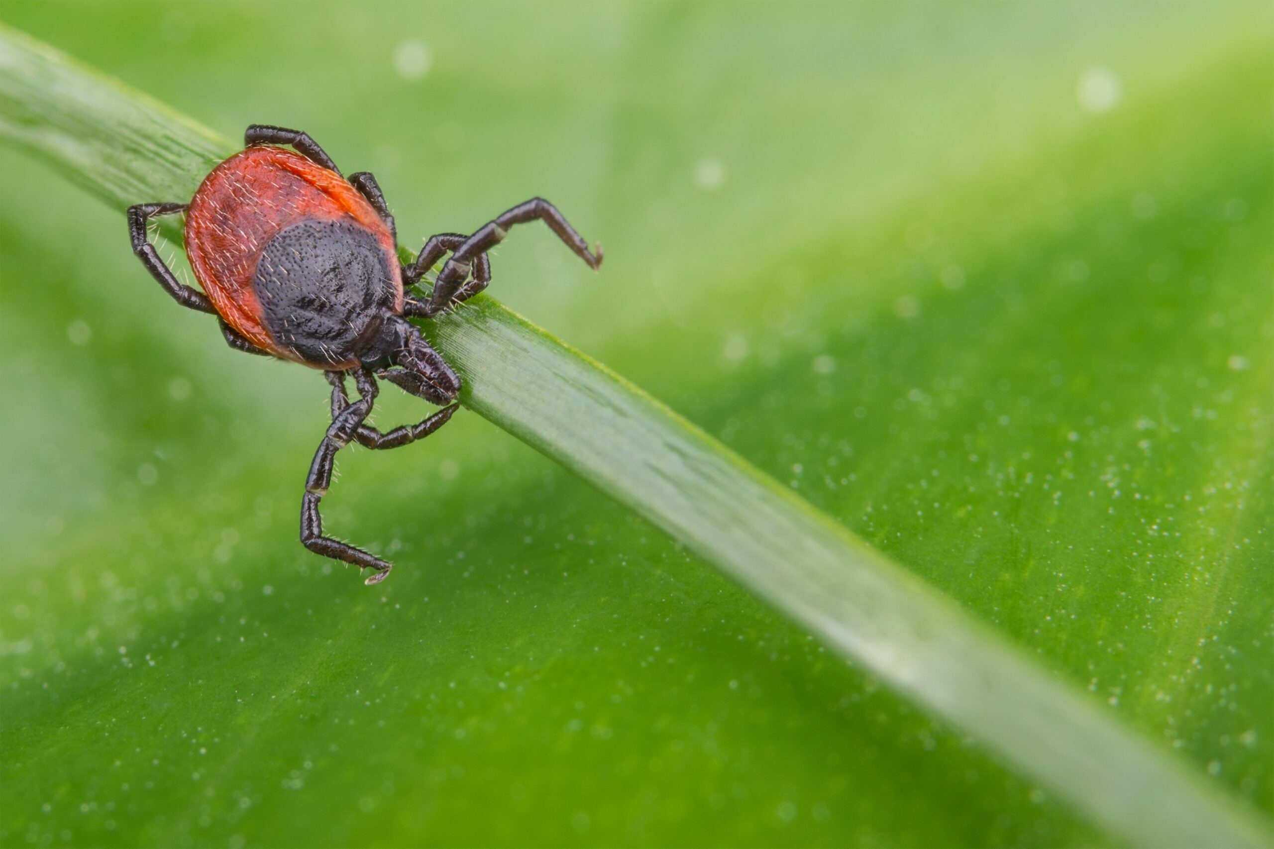 Tick-Borne Encephalitis